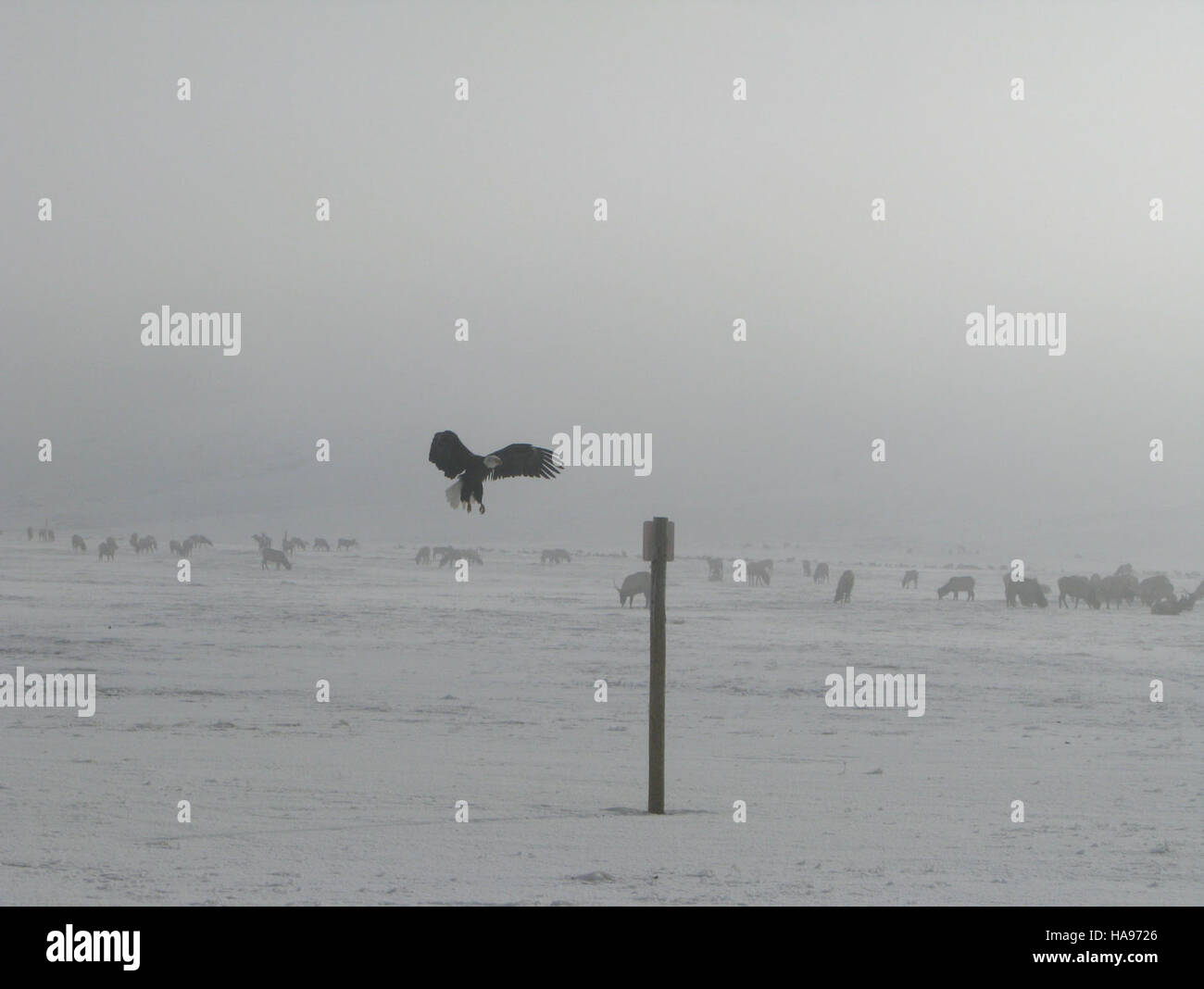 This image titled 'The Eagle Has Landed...Almost' captures a dramatic ...