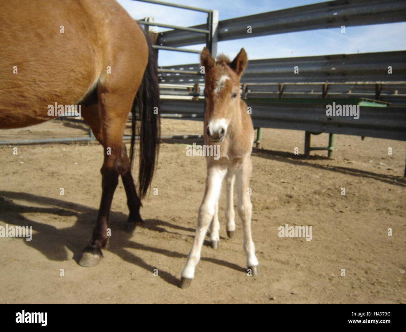 A newborn filly stands on Deer Run Road in Nevada, marking a moment in ...