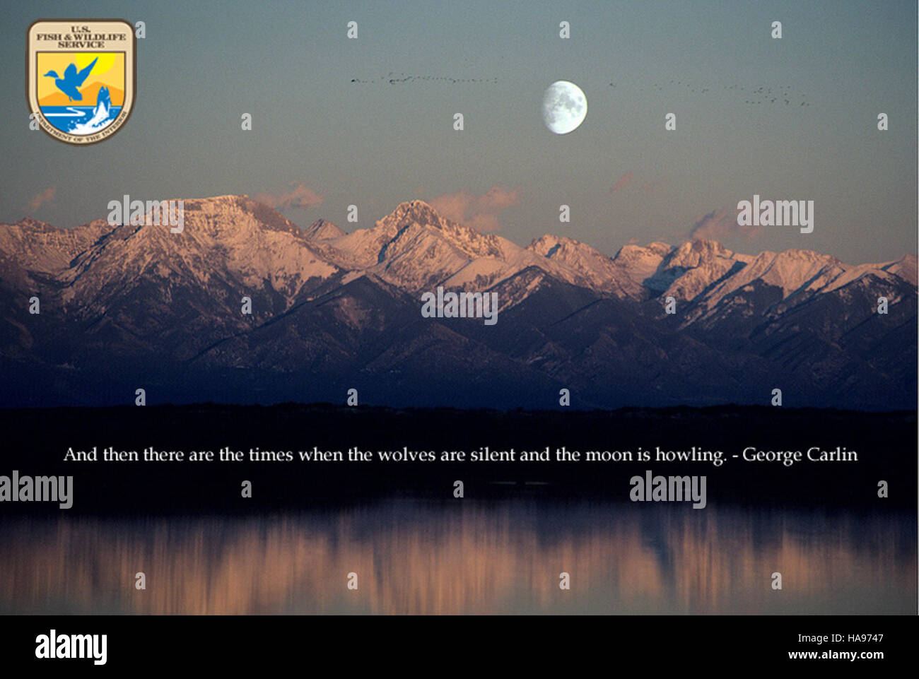 Howling hi-res stock photography and images - Alamy