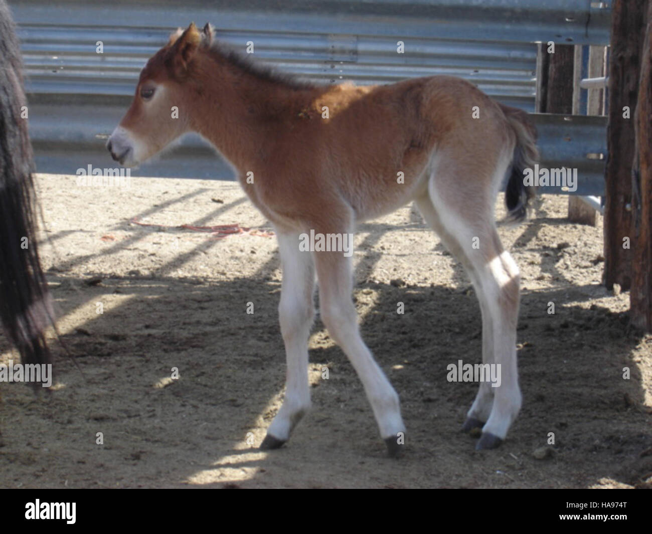 A photograph of a newborn filly on Deer Run Road in Nevada. The image ...