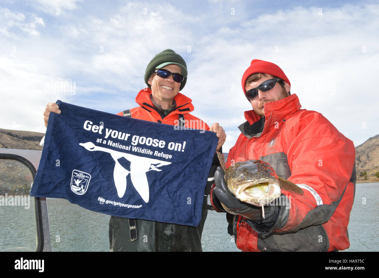 This image features the playful interaction between geese and burbot ...