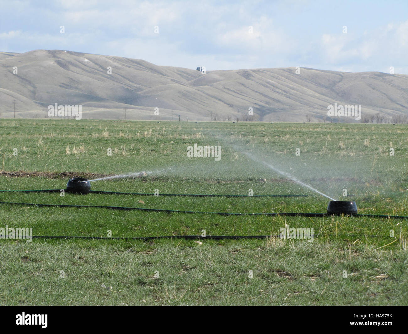 A close-up photograph of K-line pods, part of the Mountain Prairie ...