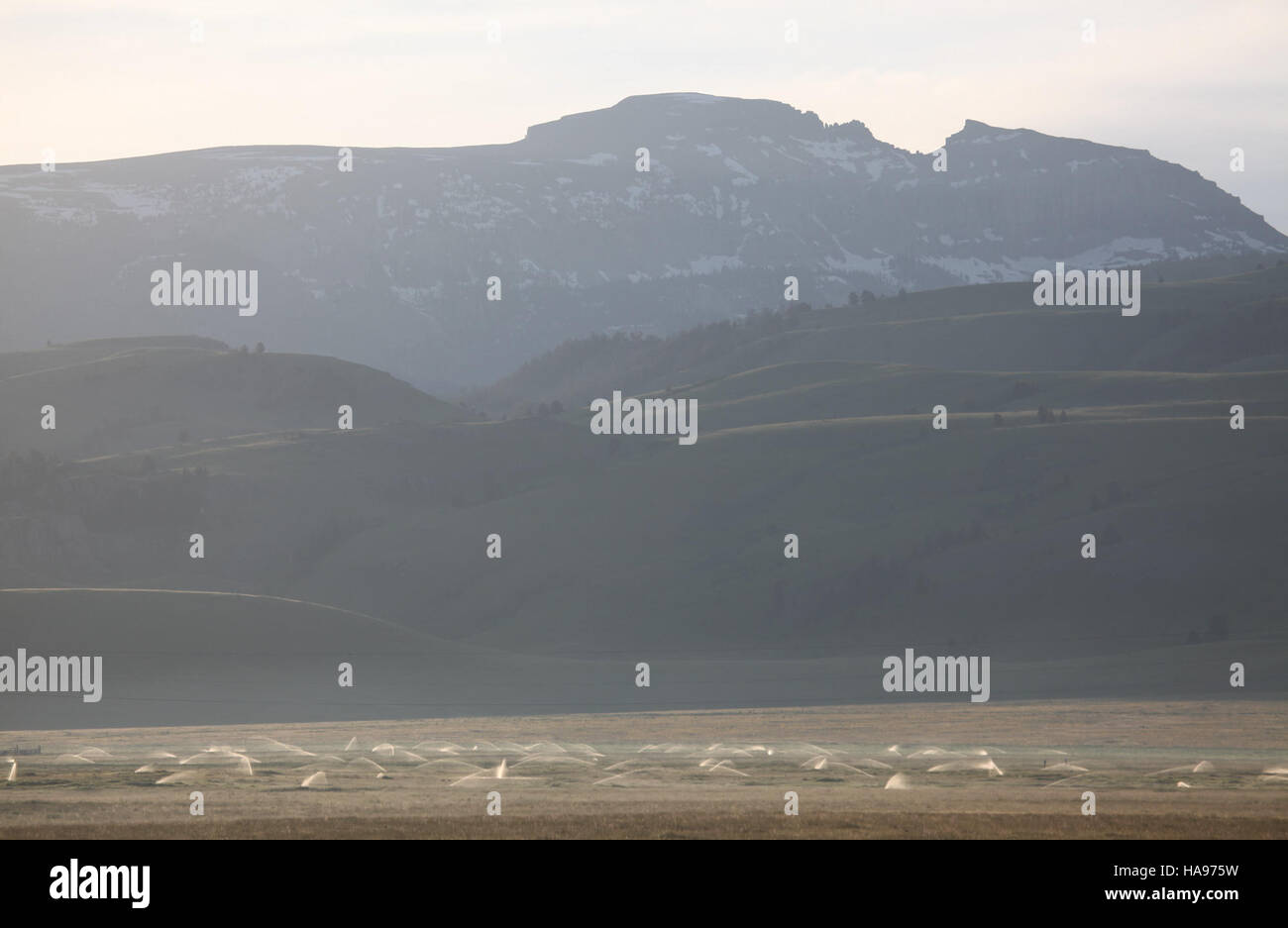 This photograph captures an early morning watering scene in a prairie ...