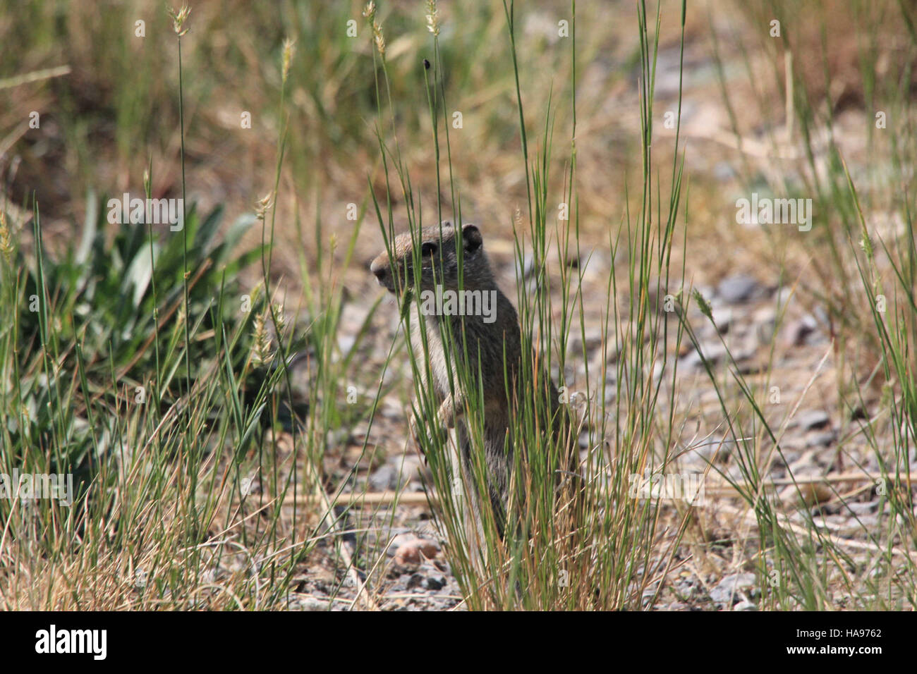 This image depicts a wildlife scene showing animals on alert for ...