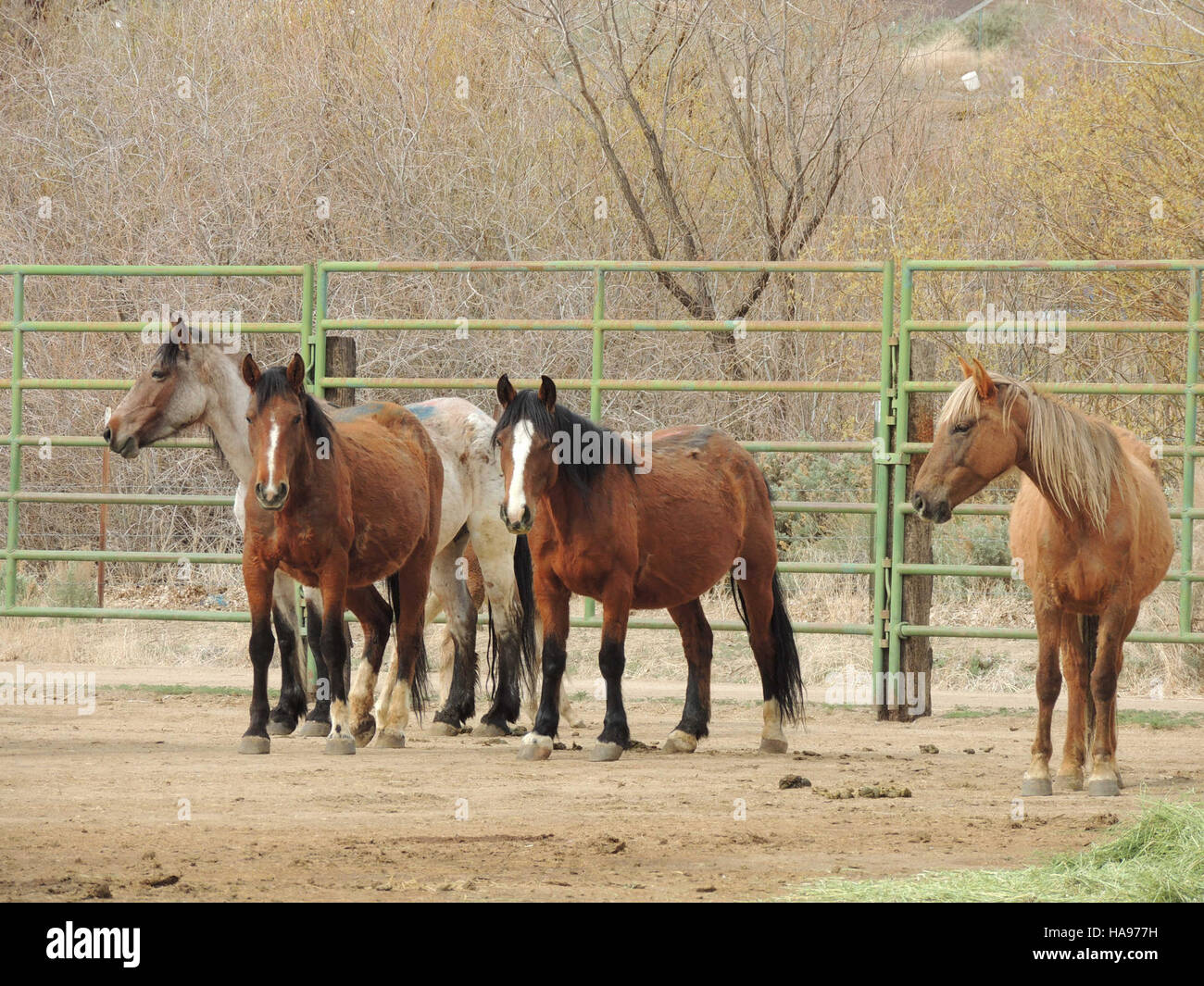 The Diamond Complex mares, located in Nevada, are part of an important ...