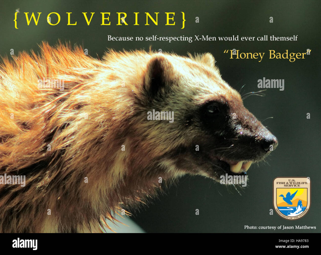 This image captures a wolverine in its natural habitat within the ...