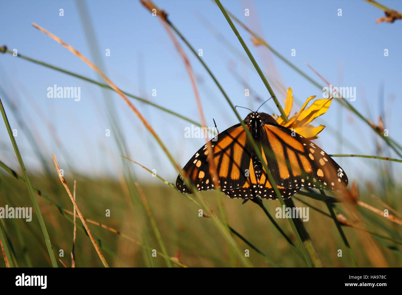 This image captures a Monarch butterfly, known for its distinctive ...