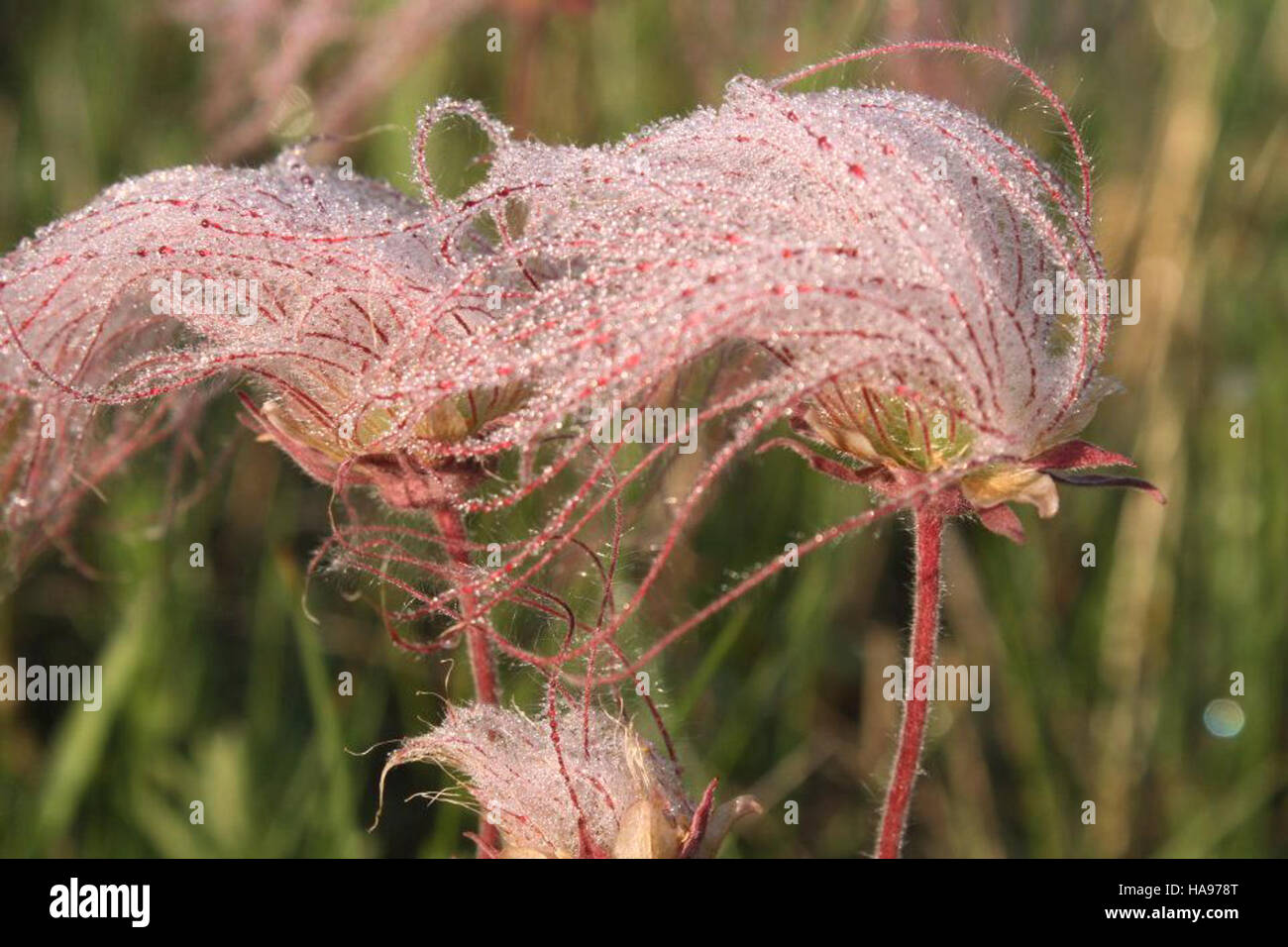 Native american grasslands conservation hi-res stock photography and ...