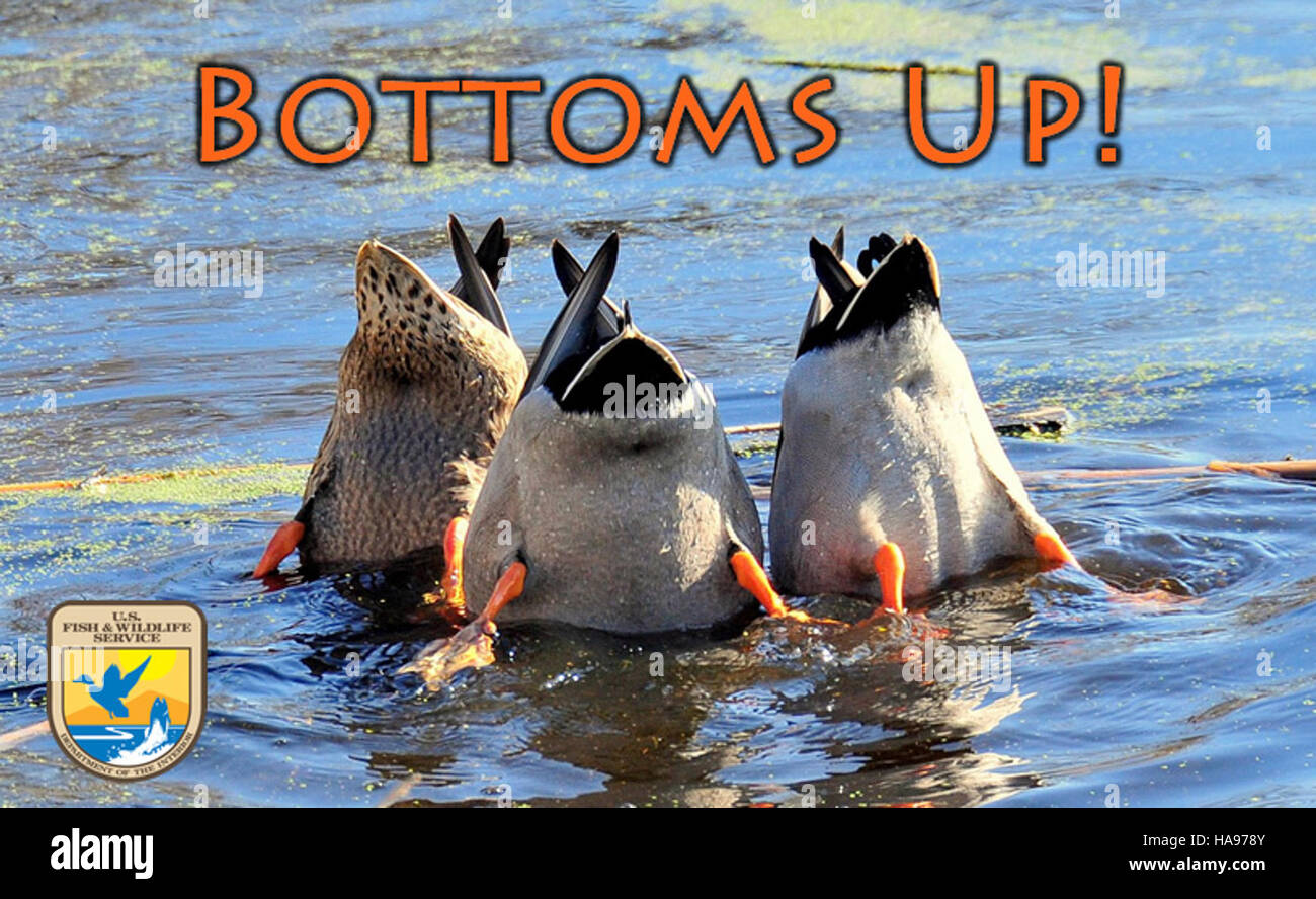 Group ducks in water hi-res stock photography and images - Alamy