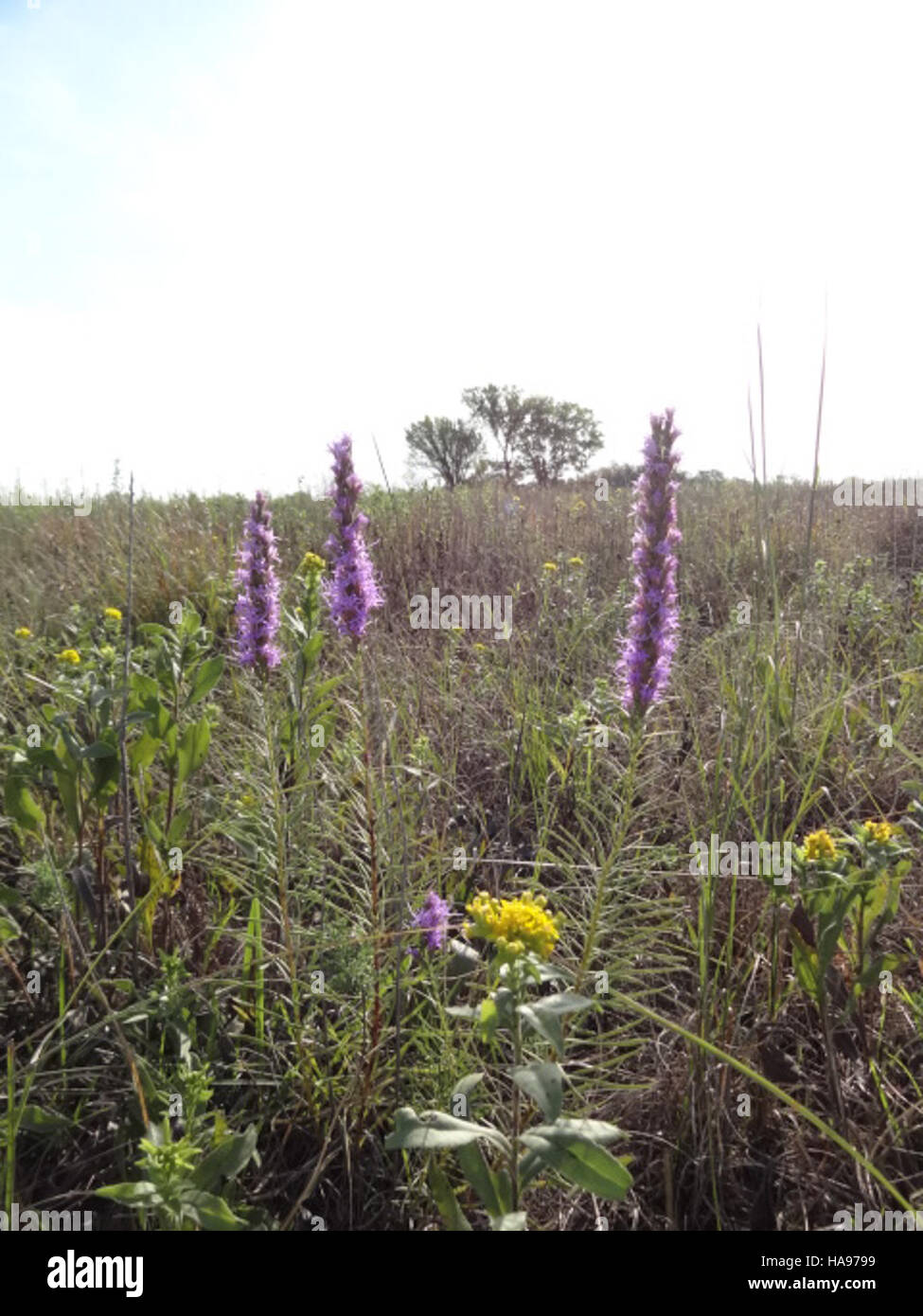 This photograph captures the natural beauty of prairie wildflowers in ...
