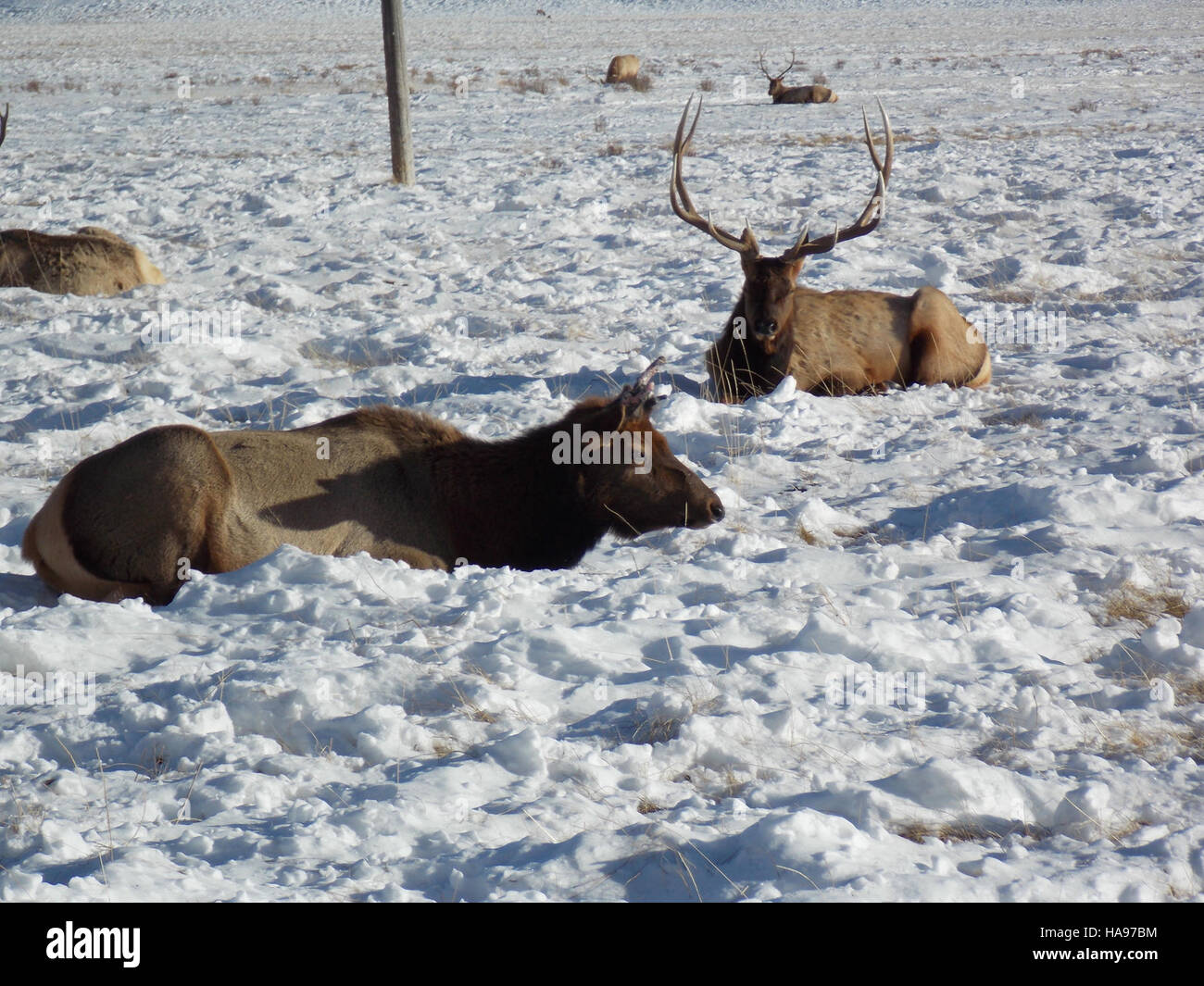 This photograph titled 'An Antler Anomaly' captures an unusual form of ...