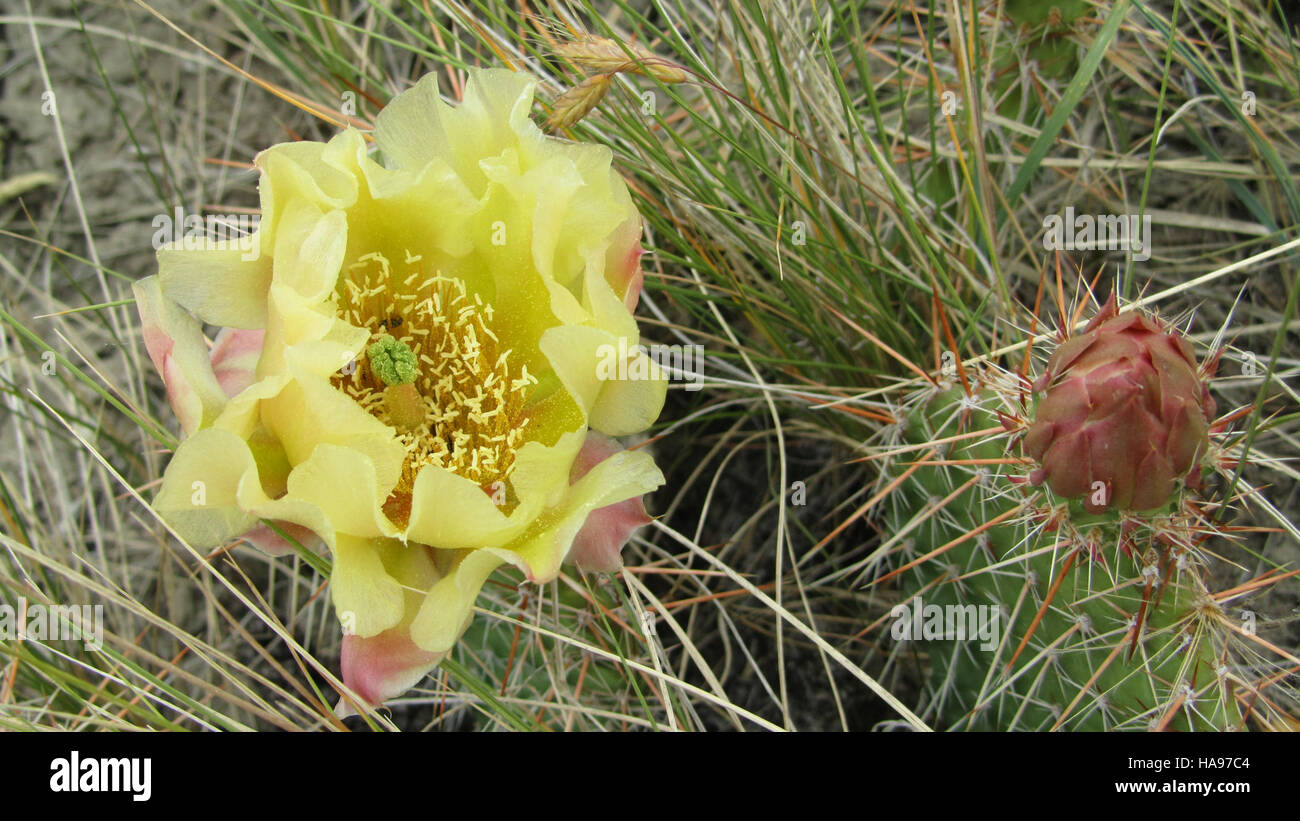 Great plains cactus hi-res stock photography and images - Alamy