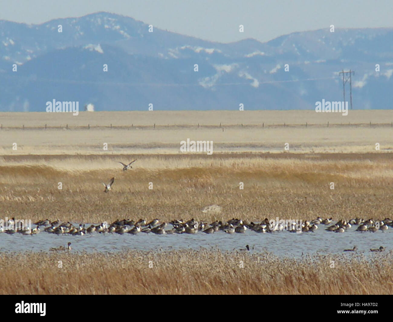 This photograph captures mallards and pintails during their spring ...