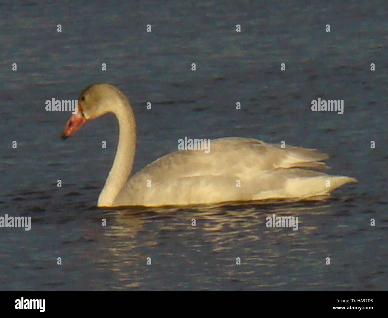 This image features a juvenile Trumpeter Swan, a species native to ...