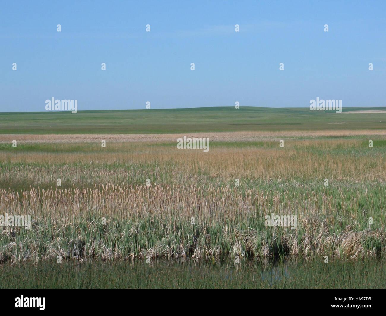 This photograph showcases cattails growing in a marshland. The image ...