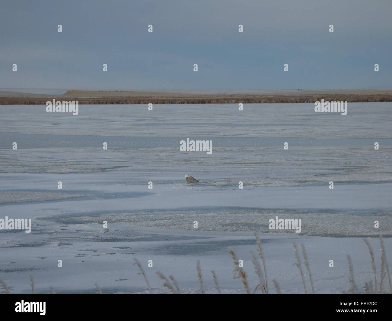 This image features a Snowy Owl, a bird known for its white plumage and ...