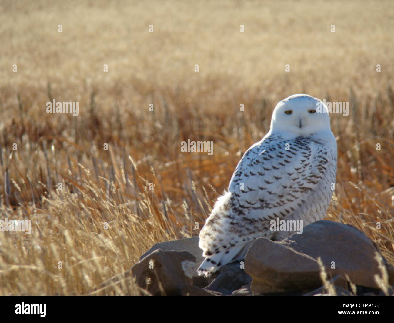 This image features a Snowy Owl, captured in its natural habitat. Known ...