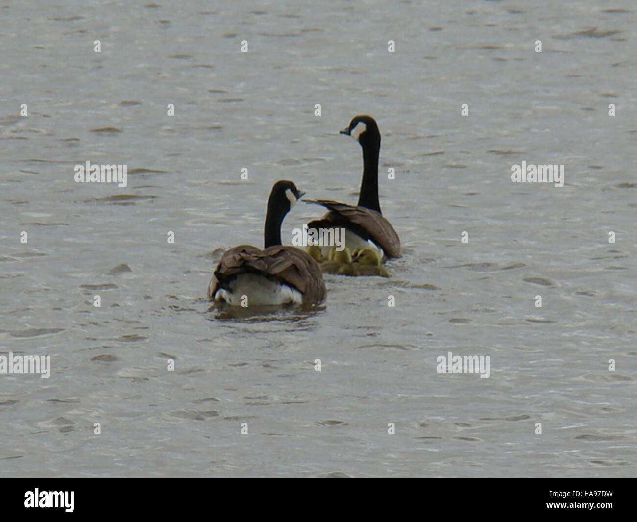 This photograph features a family of Canada geese with their young ...