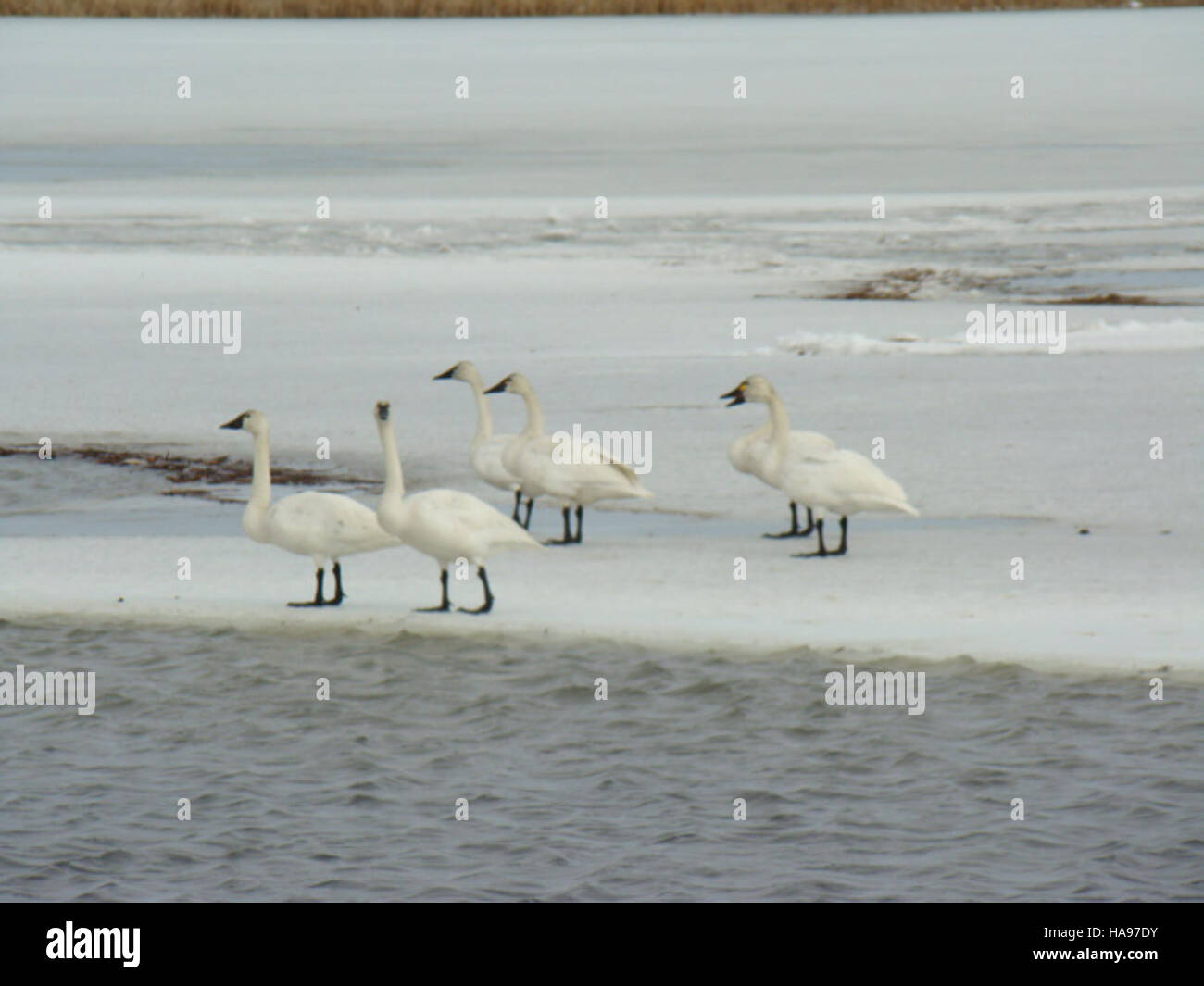 Tundra swans, known for their distinctive white feathers and long necks ...