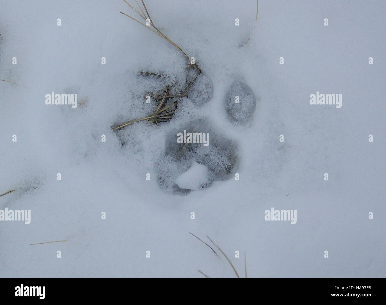 This image shows a mountain lion track, identified in the USFWS ...
