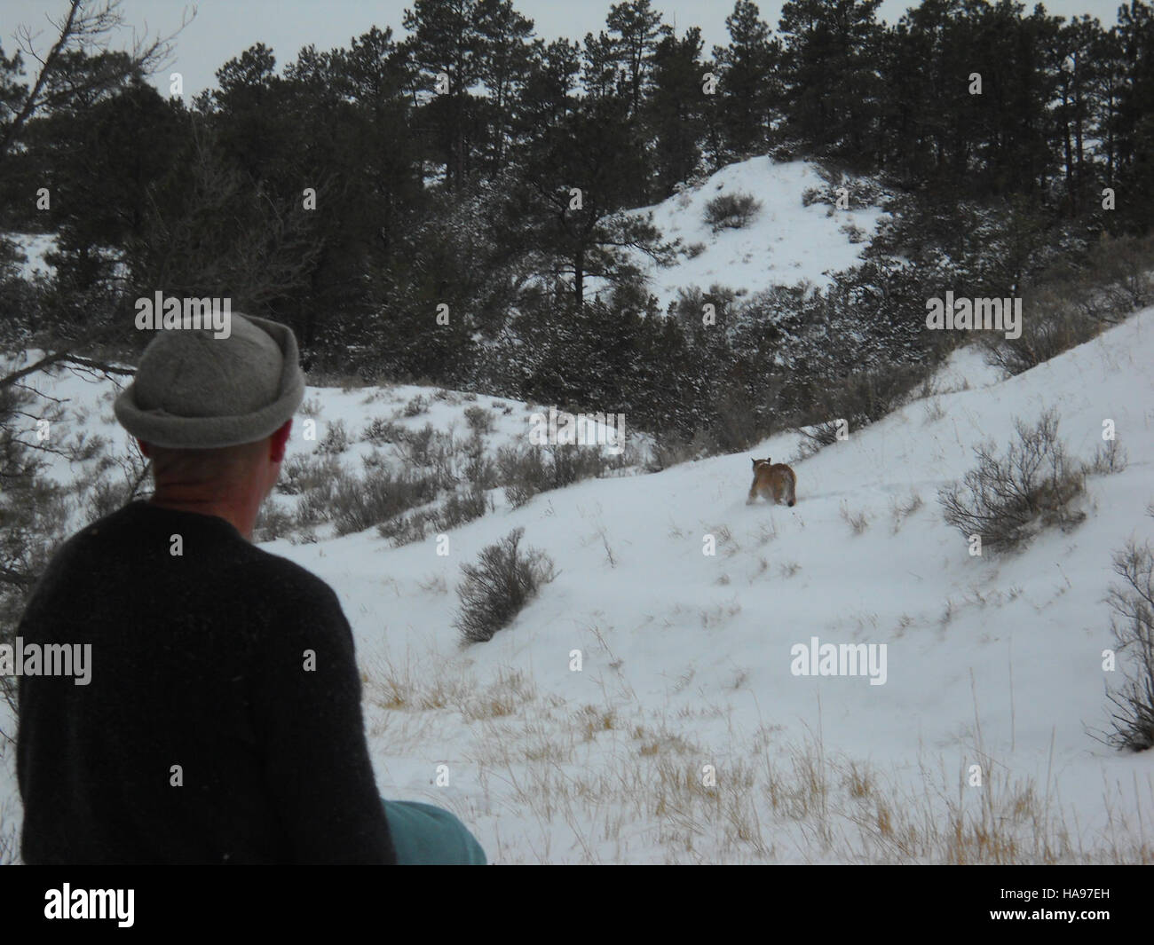 Collared lion hi-res stock photography and images - Alamy