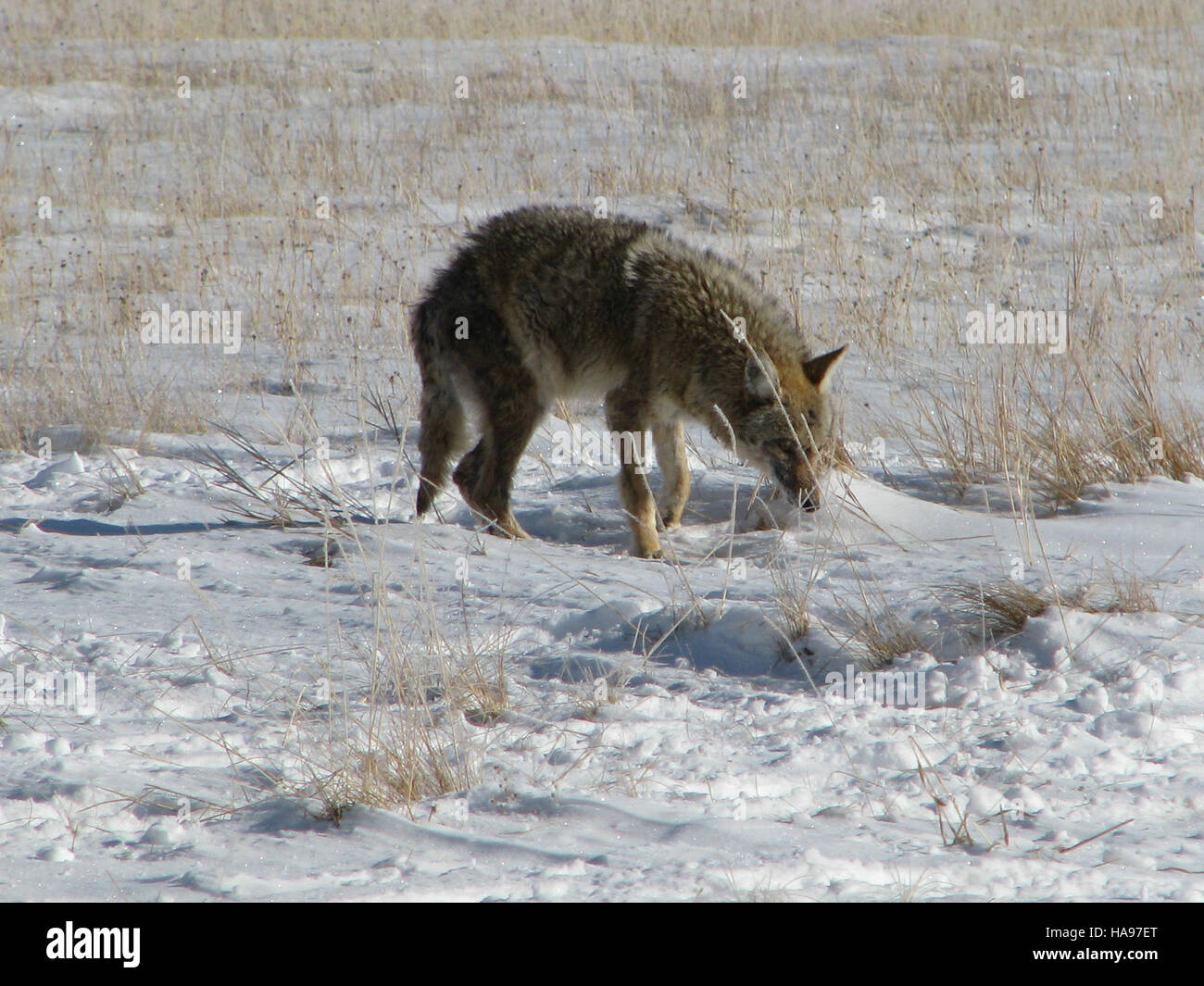 This photograph highlights the keen sense of smell in wildlife ...