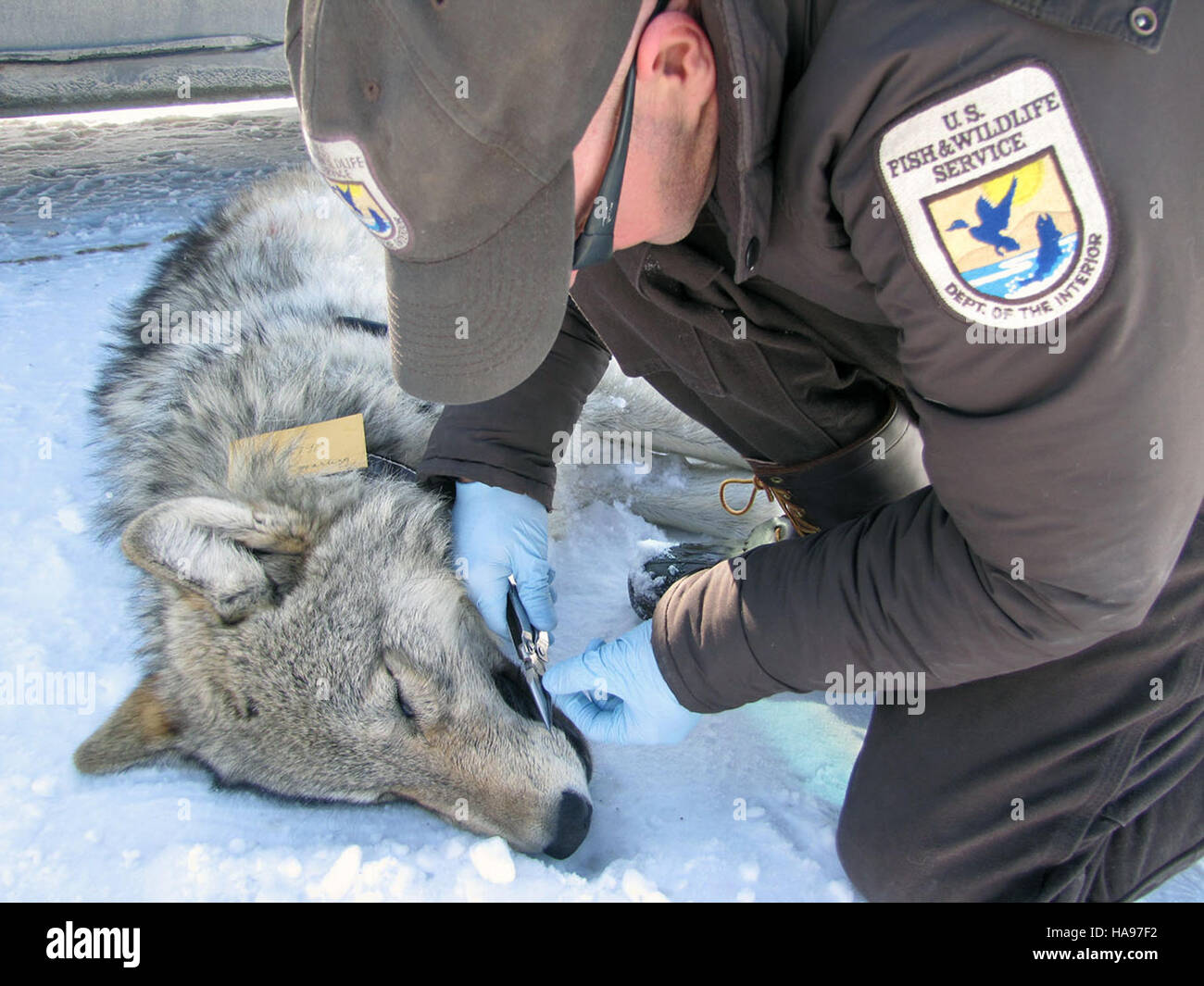 Scientific personnel usfws hi-res stock photography and images - Alamy