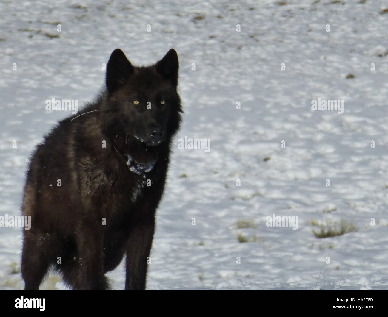 The image shows wildlife in a natural setting, with an emphasis on ...