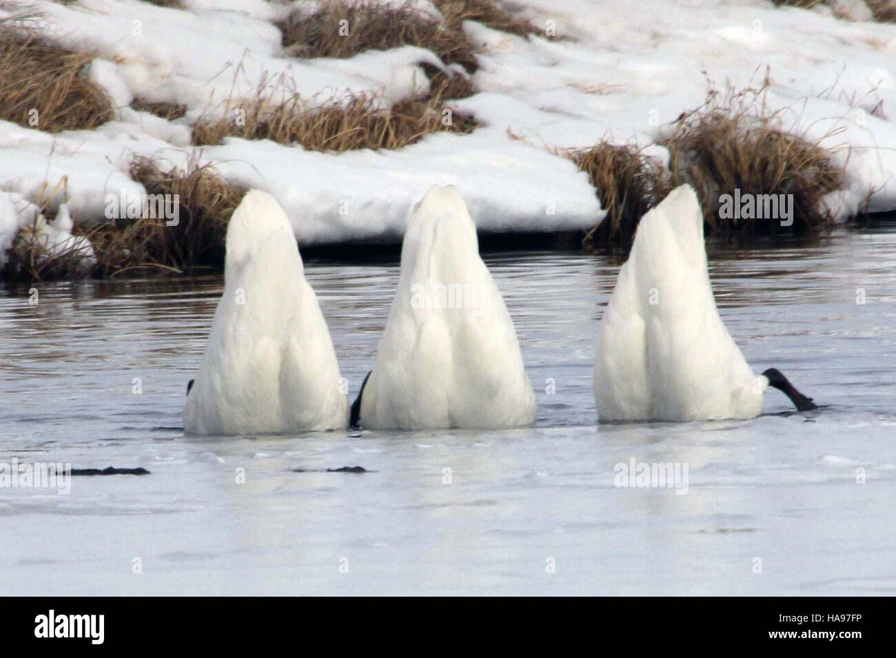 Prairie ecosystem hi-res stock photography and images - Alamy