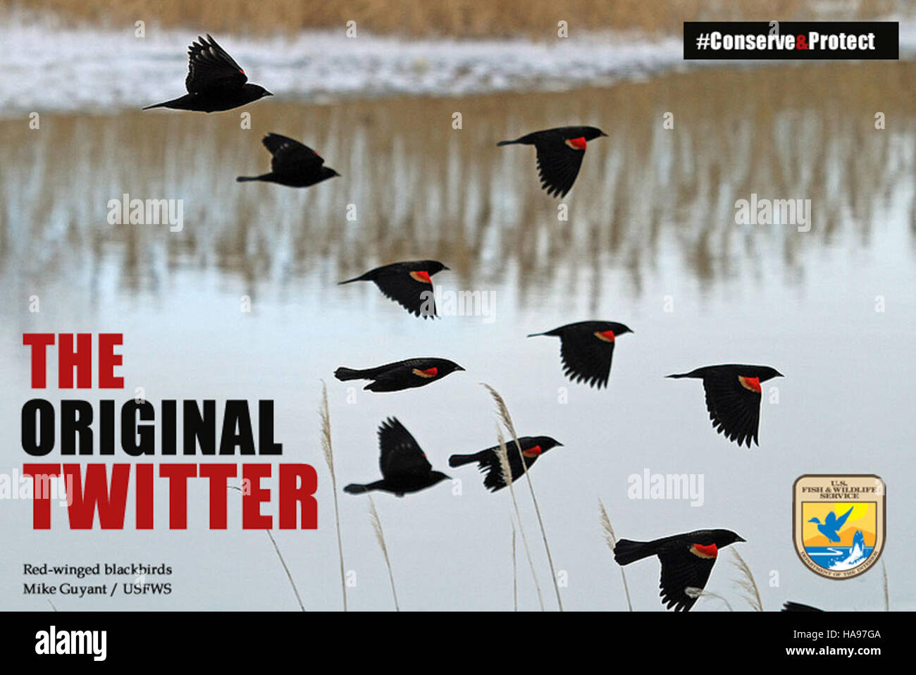 An image referencing the 'Original Twitter,' associated with the U.S ...