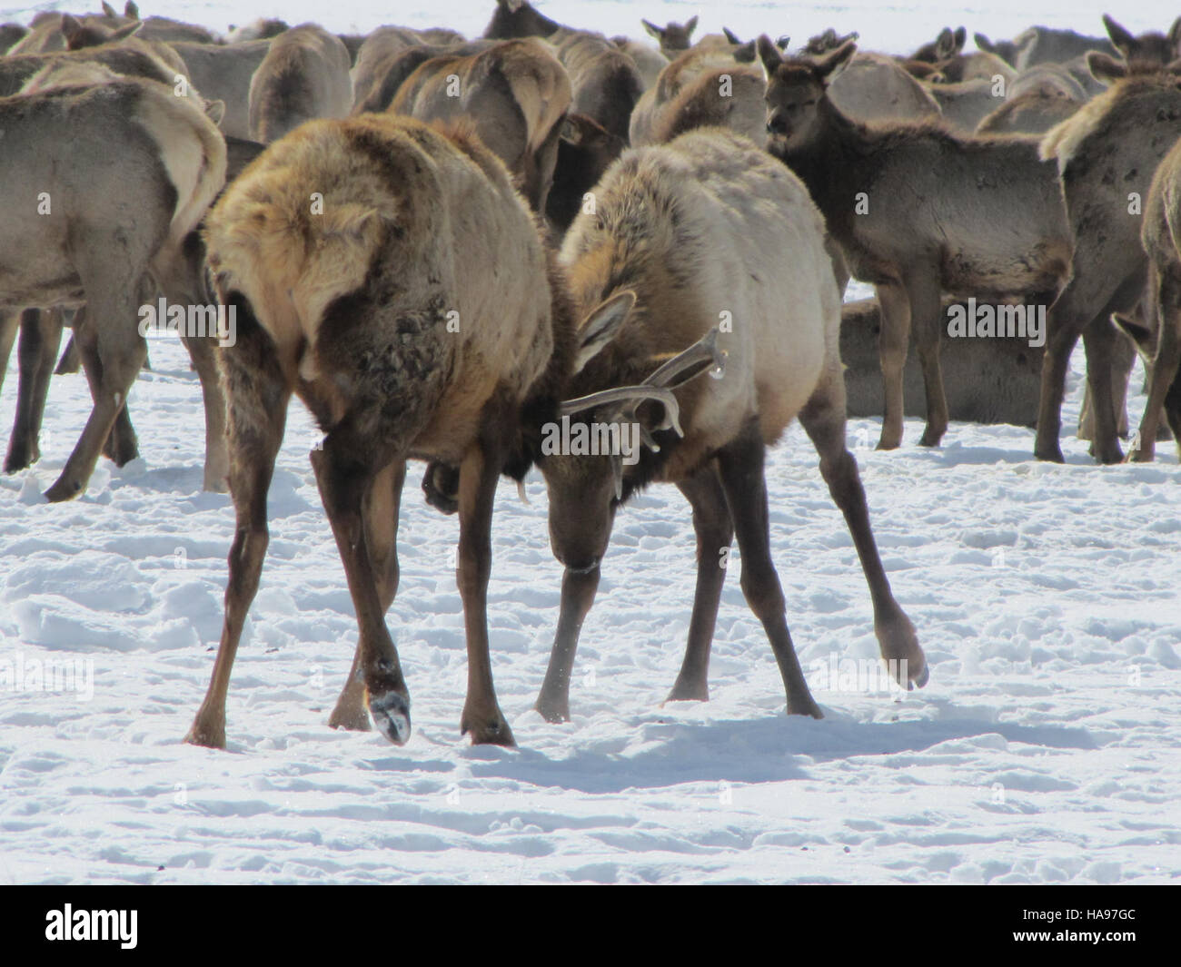 This image, 'Another Sparring Pair', features wildlife in action ...