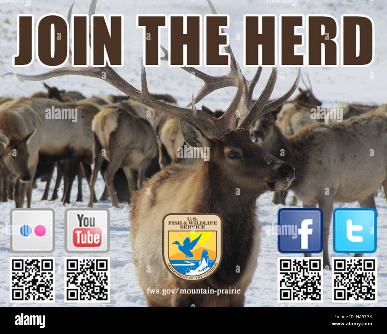 This wildlife image shows a herd of animals joining together in their ...