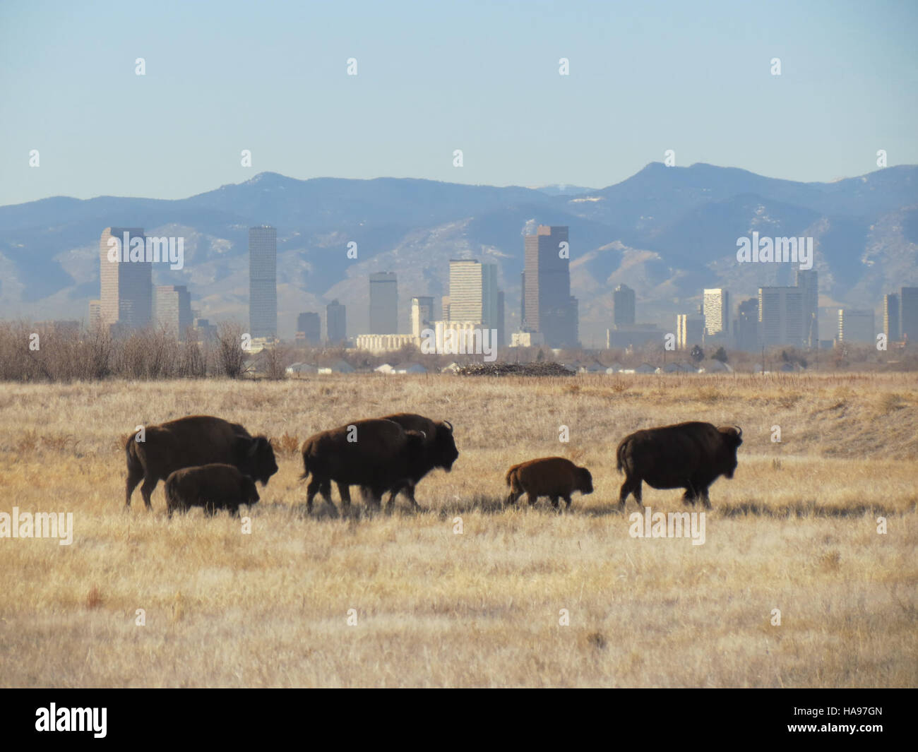 This photograph captures a bison herd grazing in front of the Denver ...
