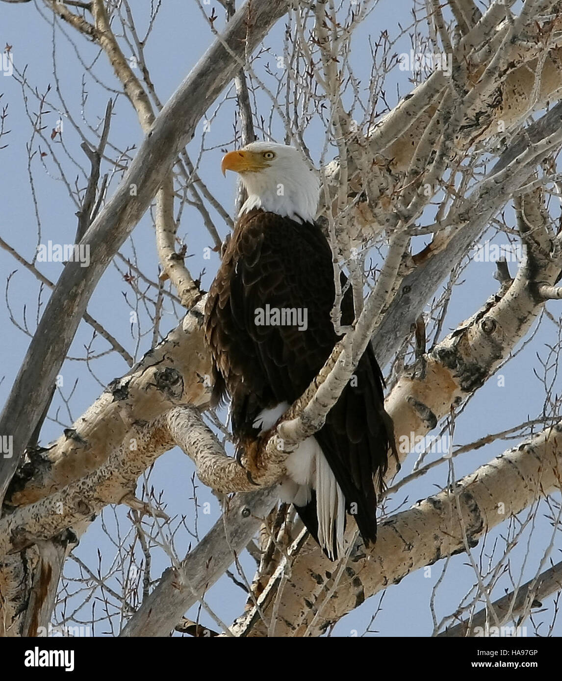 The Bald Eagle, a symbol of strength and freedom, is a majestic bird ...
