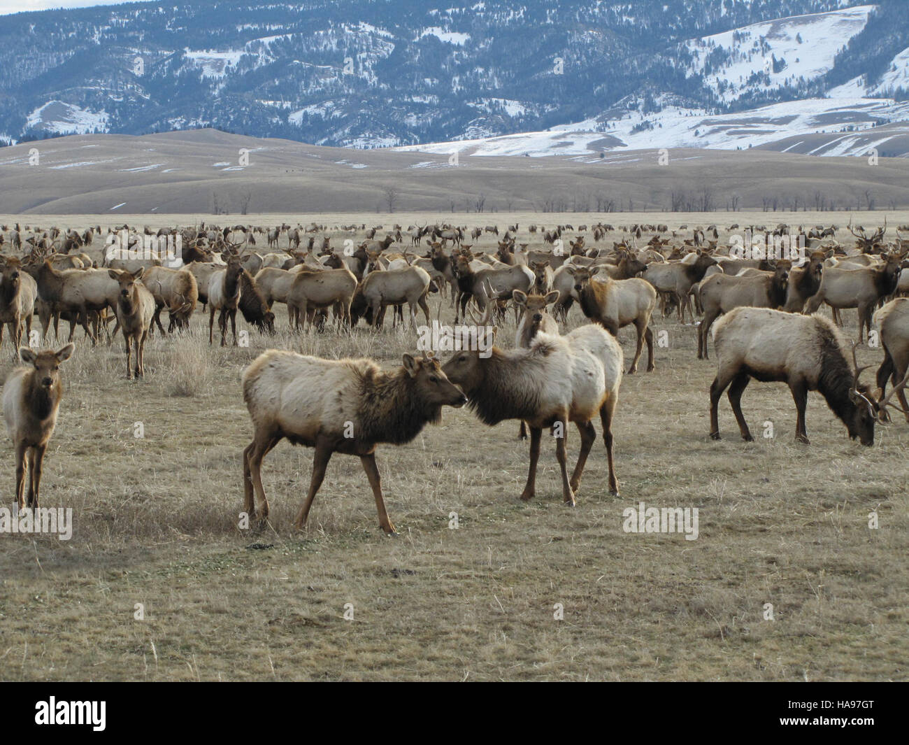 Image part wildlife collection hi-res stock photography and images - Alamy