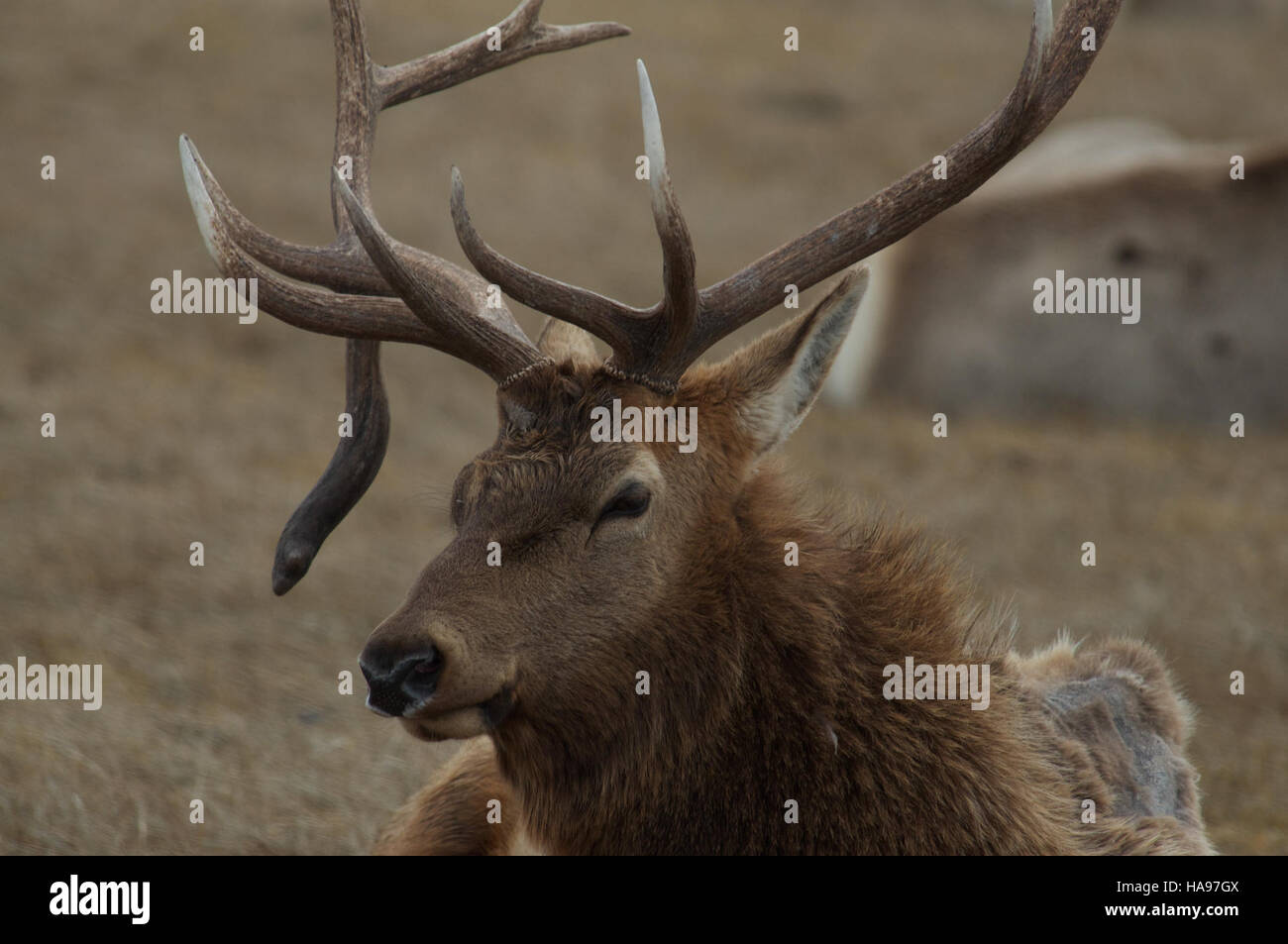 Whitetail deer mature buck in hi-res stock photography and images - Alamy