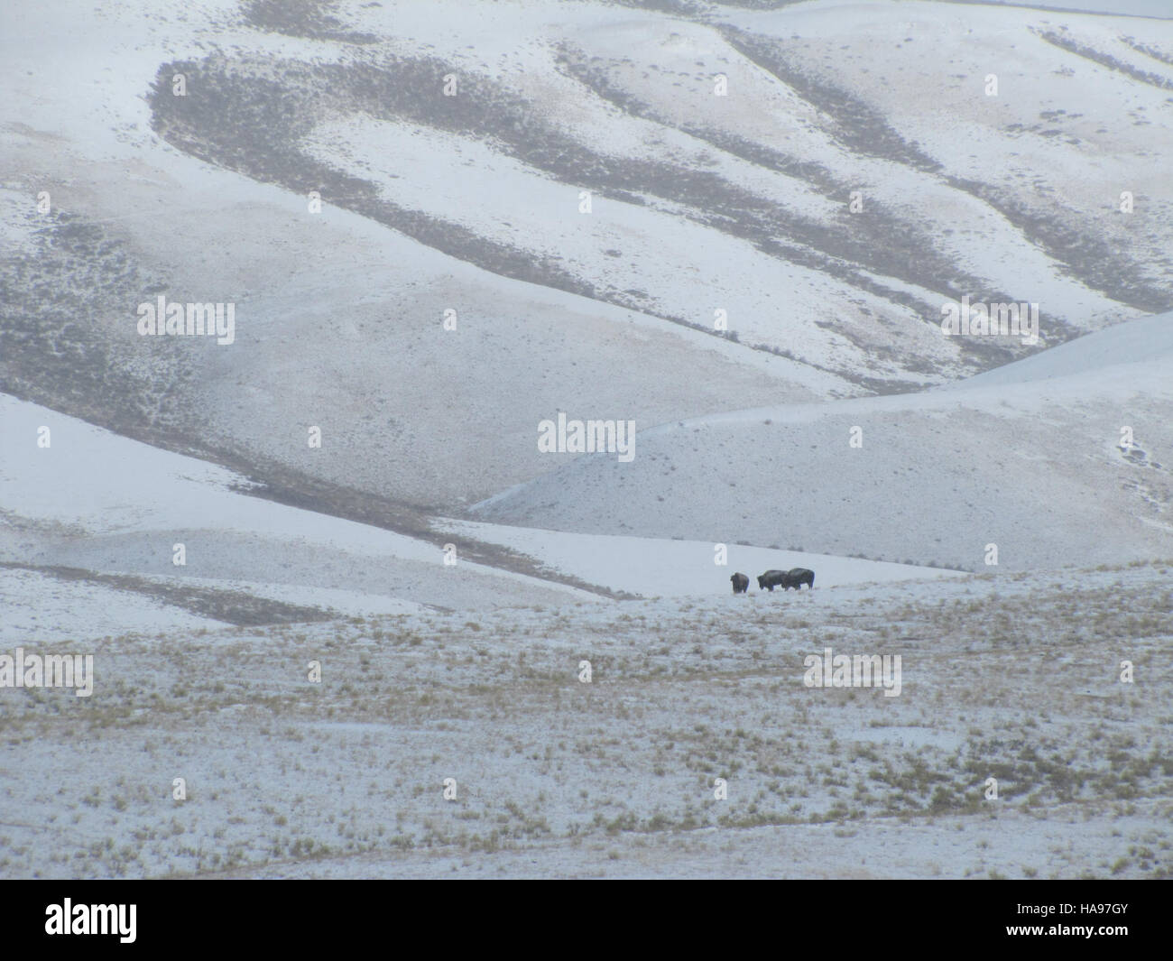 This image captures wildlife enduring a harsh winter storm ...