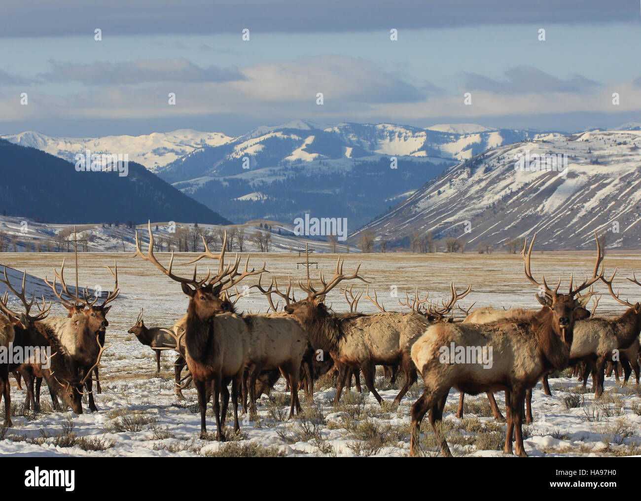 A group of bulls is captured in the morning light on the prairie ...