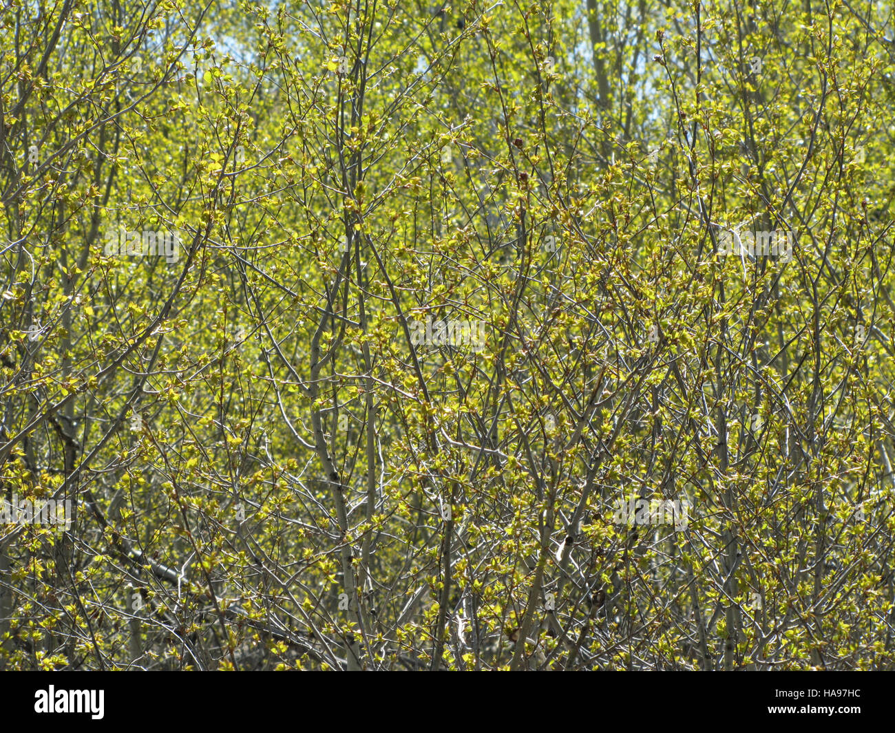 usfwsmtnprairie 8588927249 Leafing Out Stock Photo - Alamy