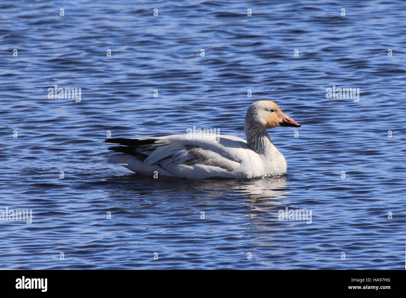 A photograph of a Snow Goose visiting a wildlife area. The image ...