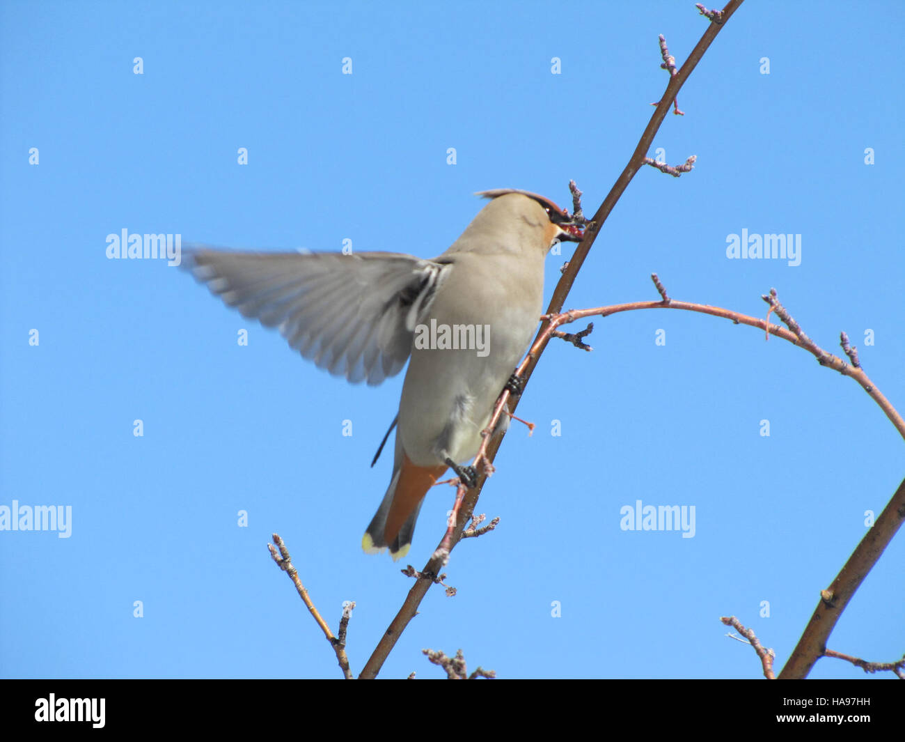 A wildlife photograph showing a bird in flight, captured by the US Fish ...