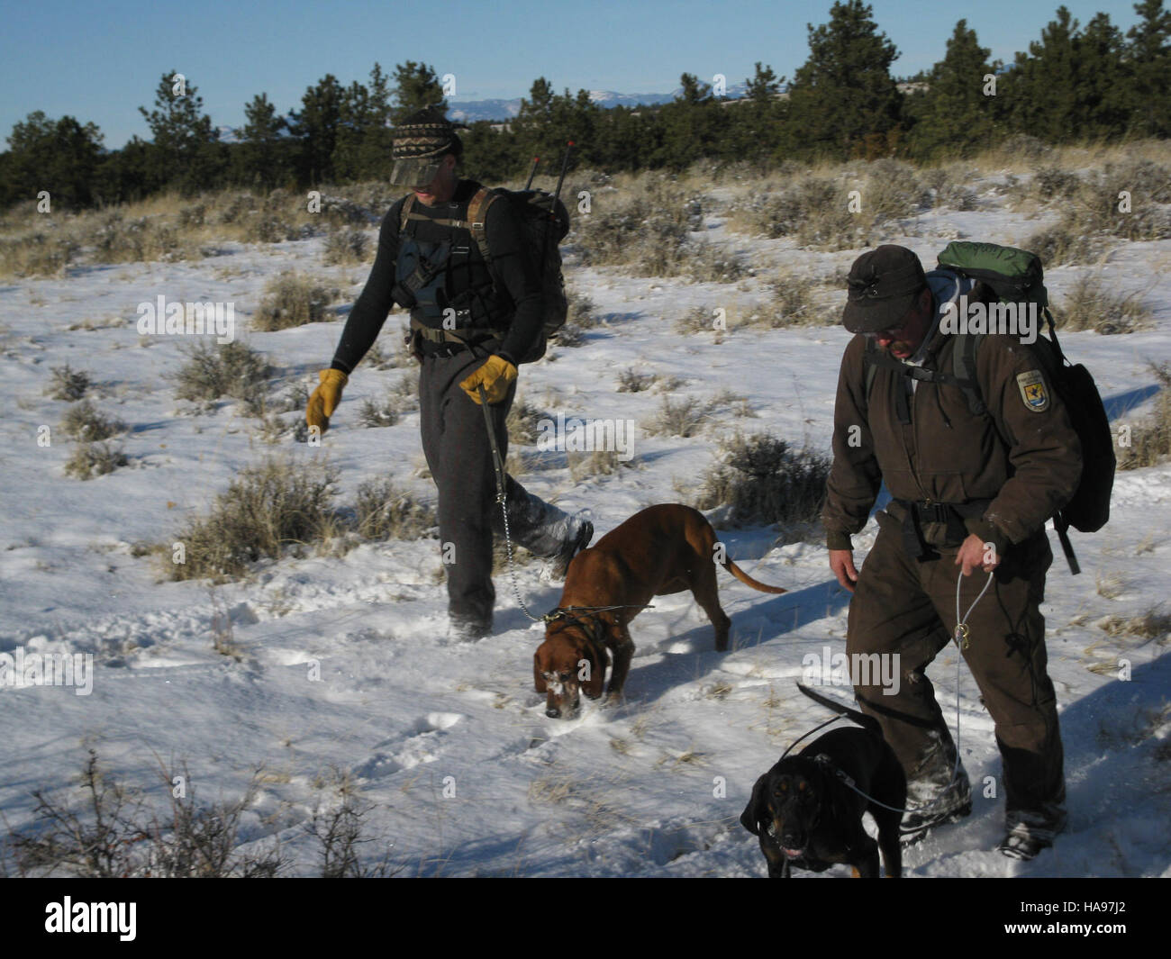 Tracking Mountain Lions involves using GPS collars to monitor the ...