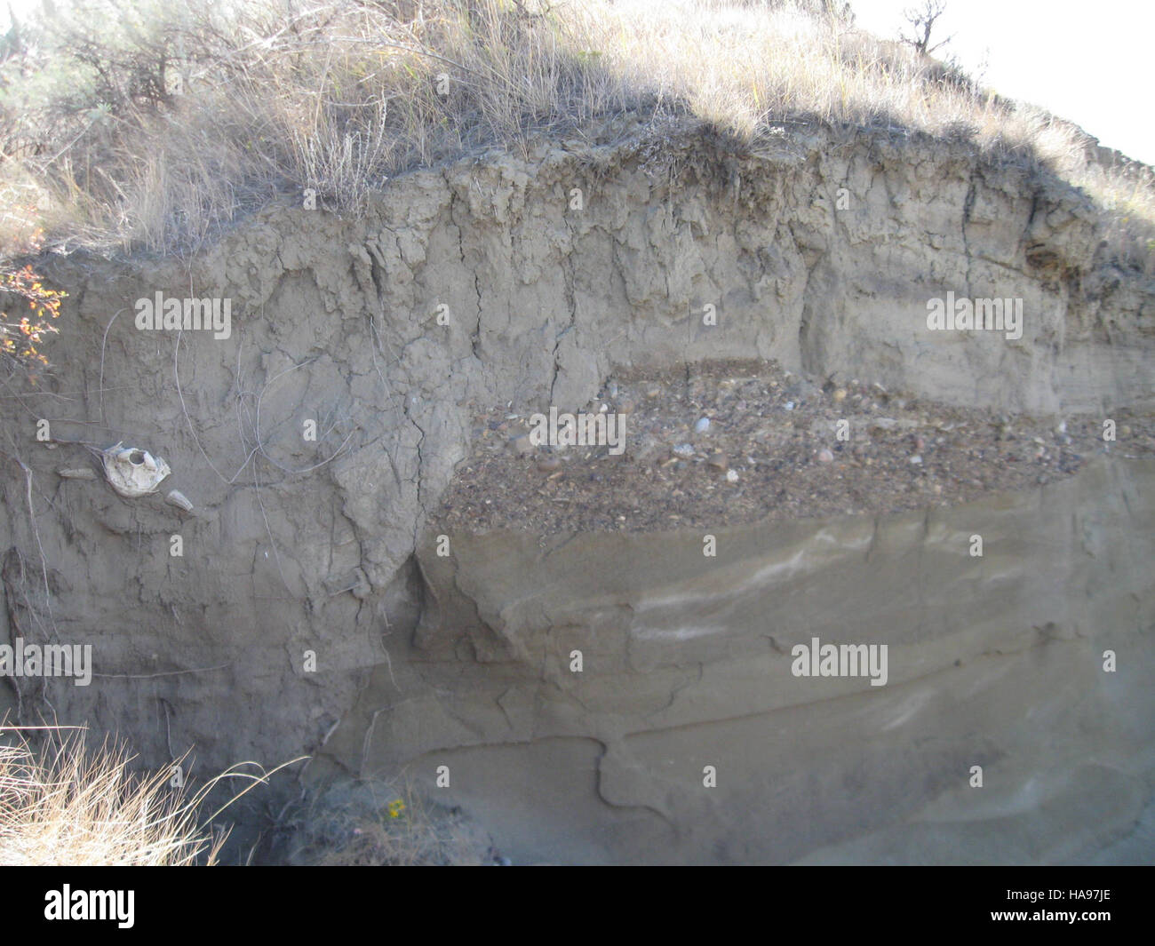 Bison skull hi-res stock photography and images - Alamy