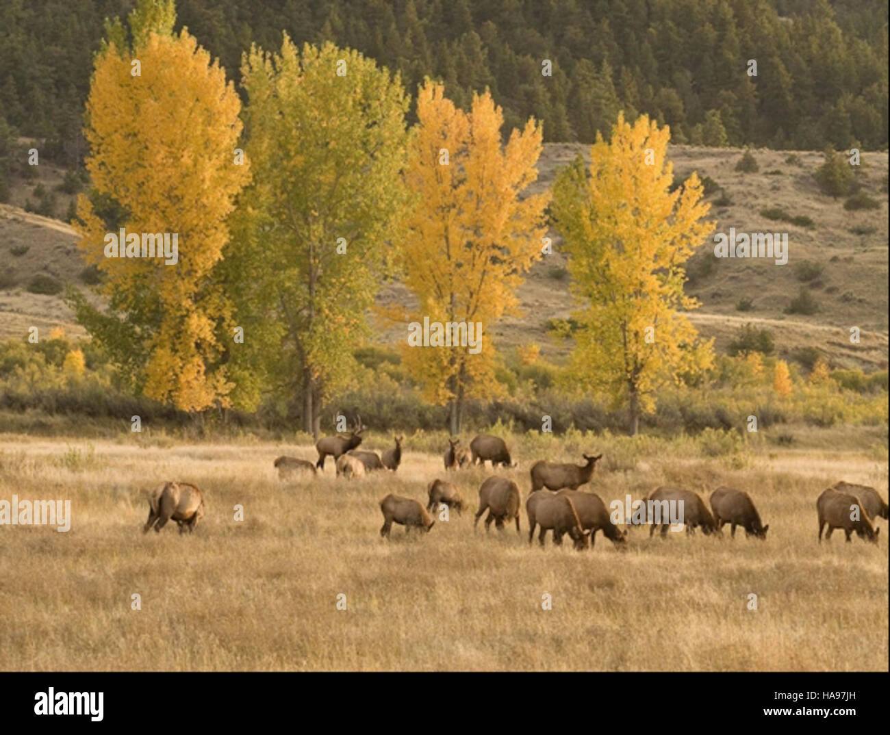 The photograph depicts a herd of elk in the wild, captured by the U.S ...