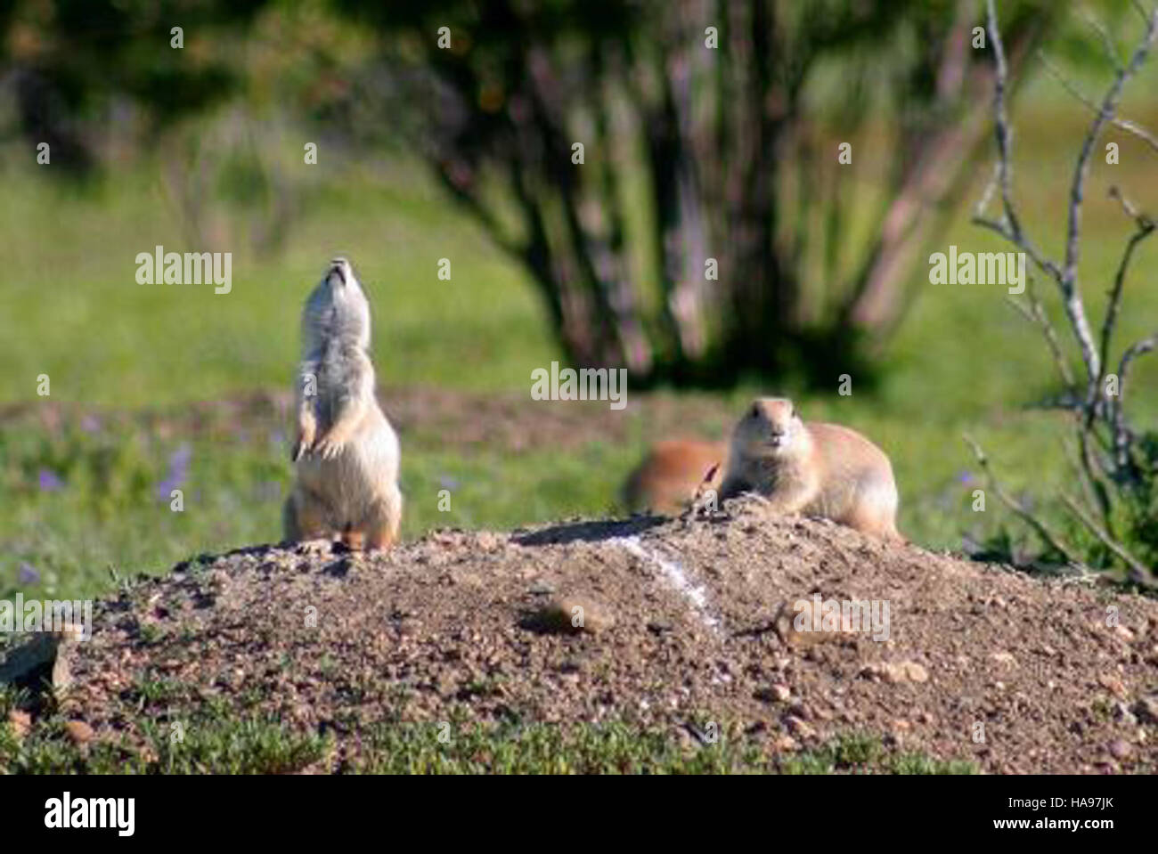 A photograph of a Black-tailed Prairie Dog on the CMR National Wildlife ...