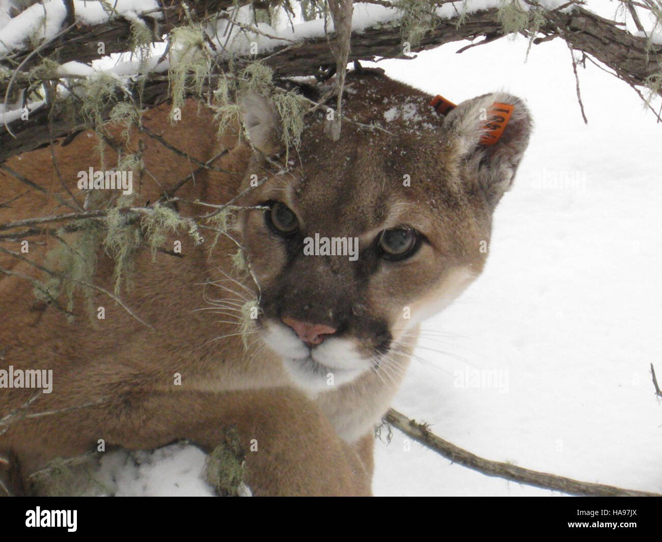 This photograph of a mountain lion, captured by the U.S. Fish and ...