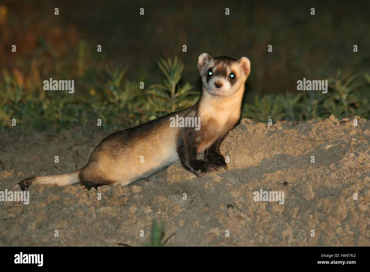 Endangered with extinction hi-res stock photography and images - Alamy