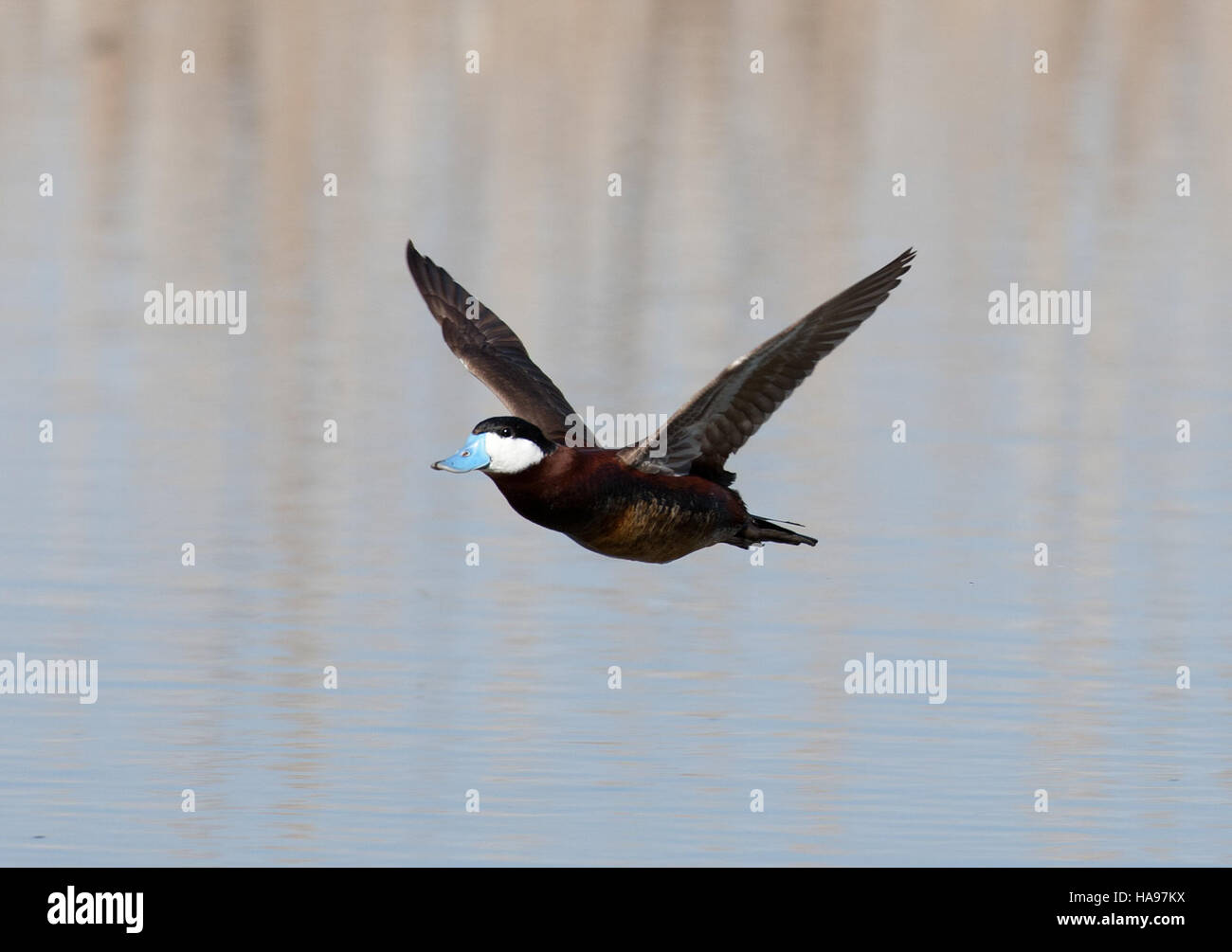 This photograph captures a Ruddy Duck in flight, showcasing the bird's ...