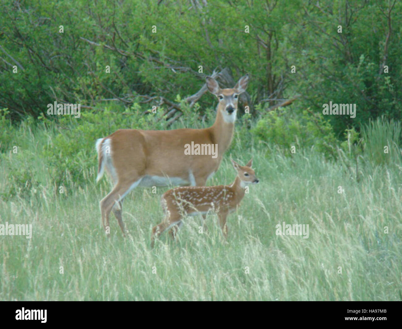 This photograph depicts a white-tailed doe with her fawn, captured in a ...