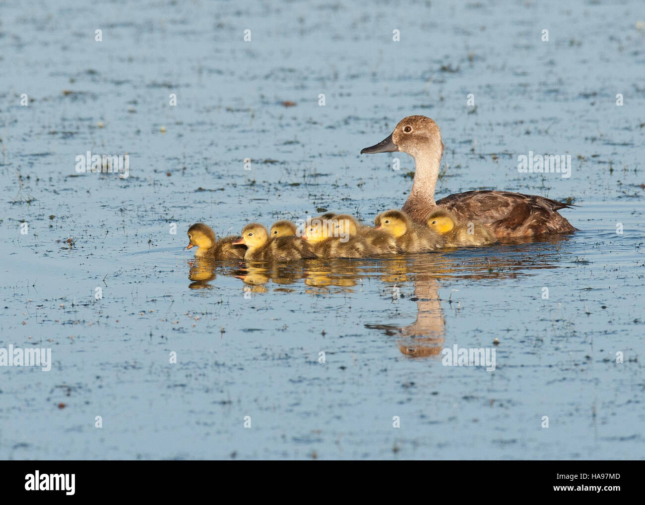 A serene scene captured by the U.S. Fish and Wildlife Service, showing ...